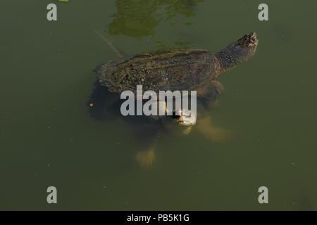 snapping turtles, Chelydra serpentina, male attempting to mate with ...