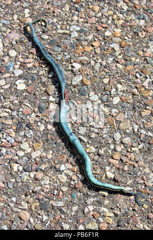 Dead snake roadkill on the road, Mareeba, Atherton Tablelands, Far ...