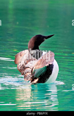 Common Loon breaching the water to stretch and dry its feathers after a ...