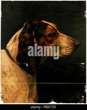 Hector (Dog's Head) (Boston Public Library Stock Photo - Alamy
