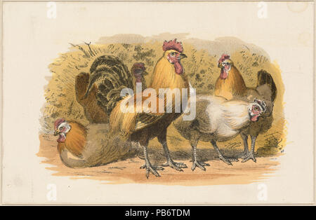 Hens and Rooster by Boston Public Library Stock Photo - Alamy