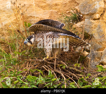 Juvenile Peregrine falcon newly fledged in a quarry in the Cotswold ...