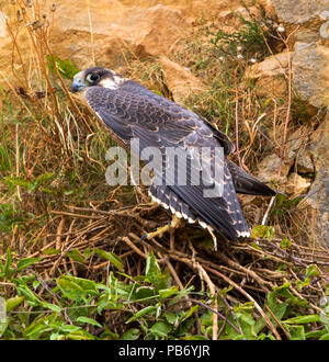 Juvenile Peregrine falcon newly fledged in a quarry in the Cotswold ...