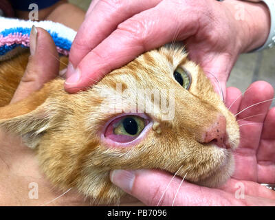 Close up of eye infection with swollen eyelid Stock Photo: 94397975 - Alamy