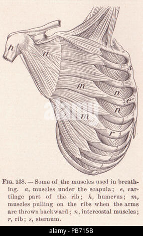 Human chest muscles, illustration Stock Photo - Alamy