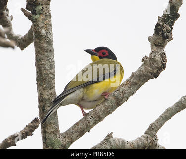 Close-up of a Yellow Figbird (Sphecotheres flaviventris, Northern race ...