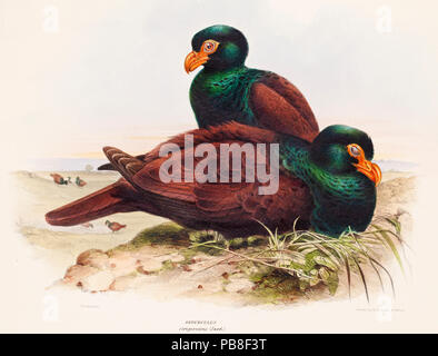 Tooth billed Pigeon Stock Photo: 143397145 - Alamy