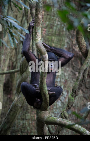 Bonobo is sitting on a tree. Democratic Republic of Congo. Lola Ya ...