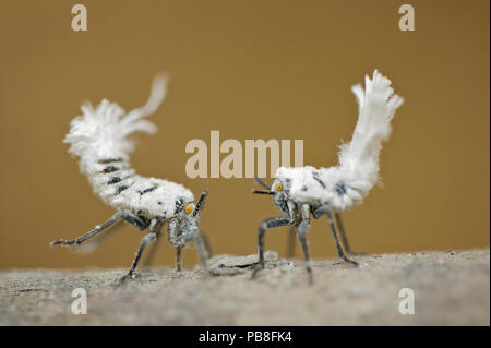 Flatid Planthopper nymph (Hemiptera, Flatidae) with a waxy tail, on a ...