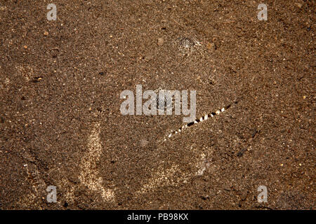 Flatfish indian halibut ( Psettodes Erumei Stock Photo - Alamy