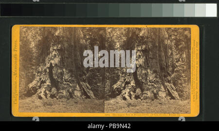 1649 The largest tree in Fresno Grove, (79 feet circum.) Fresno Co ...