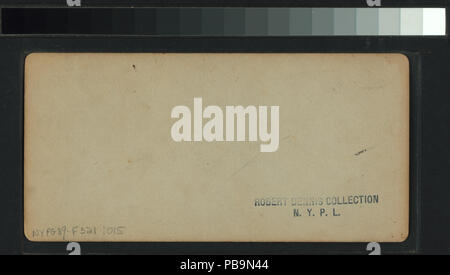 1649 The largest tree in Fresno Grove, (79 feet circum.) Fresno Co ...