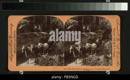 The Fallen Monarch, Mariposa Grove, Yosemite Valley, Cal., U. S. A ...