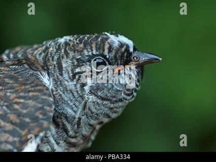 Common Cuckoo (Cuculus canorus canorus) immature on short grass eating ...