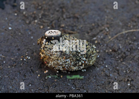 Poronia erici fungus growing on rabbit dropping Norfolk Stock Photo - Alamy