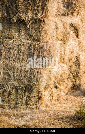 A selective focus shot of a bale of hay in a green field Stock Photo ...