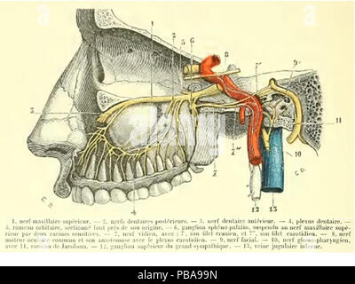 . The anatomy of the human body. Human anatomy; Anatomy. THE TRIGEMINAL ...