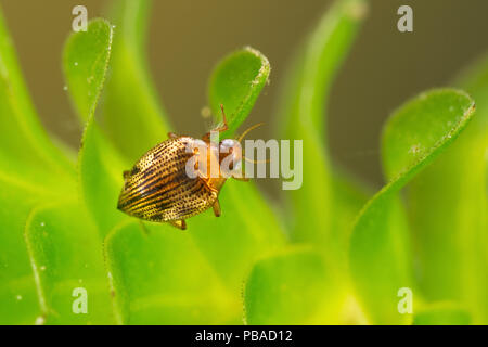 Diving beetle (Haliplus ruficollis) crawling in freshwater Bryozoan ...