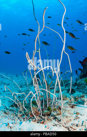 Whip corals [Junceella fragilis]. Similan Islands, Thailand, Andaman ...