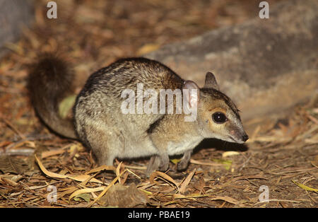 Monjon Wallaby (Petrogale burbidgei Stock Photo - Alamy