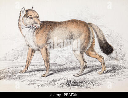 The Falkland Islands wolf (Dusicyon australis [here as Canis ...