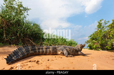 Caiman basking on Pantanal river bank Stock Photo - Alamy