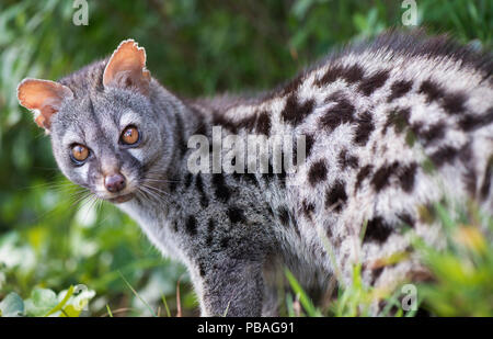 Common Genet Genetta genetta Small spotted Genet European Genet Stock ...