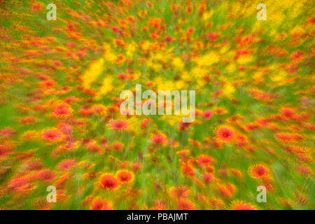 Late spring wildflower display featuring firewheel, Johnson City, Texas ...