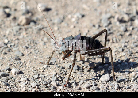 Koringkriek armoured bush-cricket / katydid (Acanthoplus armativentris ...