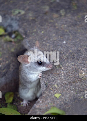 Acacia rat (Thallomys paedulcus: Muridae) foraging in its acacia tree ...