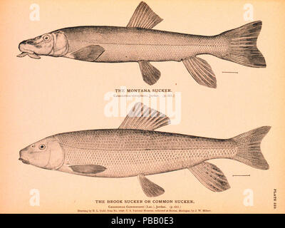 Montana sucker and common sucker Stock Photo - Alamy