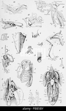 Bird anatomy. Bird skeletal system Stock Photo - Alamy