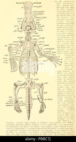 Natural history of egg-laying mammals, examining unique reproductive ...