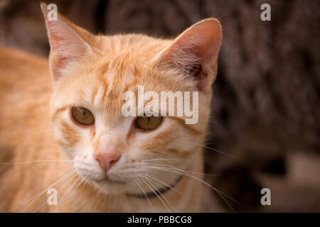Orange tabby cat close-up portrait looking straight at camera with pink ...