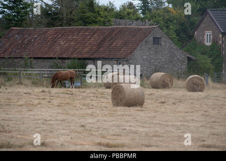 Rolls of hay in a field with horses in summer Stock Photo - Alamy