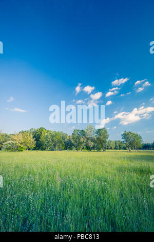 Summer landscape with green grass and wild flowers on the background of ...