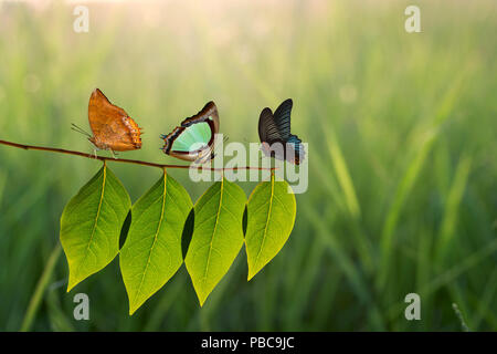 Three butterfly on green leaf and sunlight - butterfly and sunlight ...