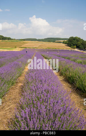 A general view of Lavender field in Pulwama. Lavender fields in Kashmir ...