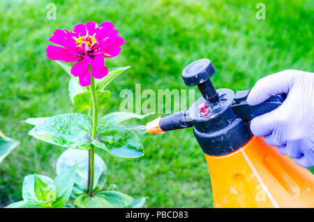 spraying from manual spray of plants Stock Photo - Alamy