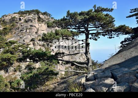 Detail of the small Huangshan pine trees growing from the rocks in ...