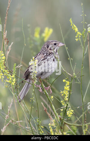 Baird's Sparrow July 23rd, 2011 Grand River National Grasslands ...