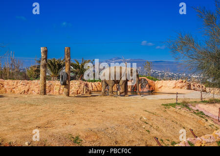 Beautiful elephant at the Attica Zoo park, Athens, Greece Stock Photo ...