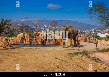 Beautiful elephant at the Attica Zoo park, Athens, Greece Stock Photo ...