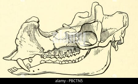 Protoceras celer skull Stock Photo - Alamy