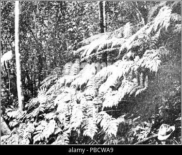 A detailed work on the natural history of plants, exploring their ...