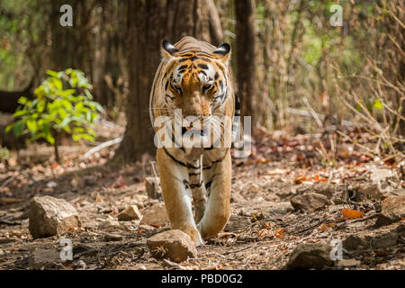 A handsome hulk on the prowl Stock Photo - Alamy