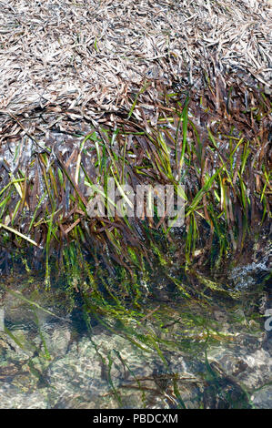 Neptune Grass or Mediterranean tapeweed Posidonia oceanica, Giglio ...