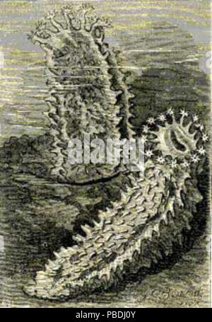 Sea Cucumber Drawing Stock Photo - Alamy