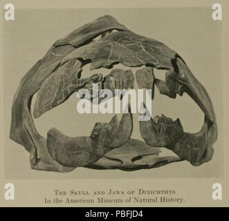 Skull of Dunkleosteus Stock Photo - Alamy