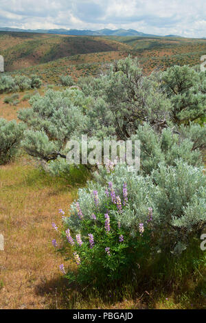 High desert sagebrush, Main Oregon Trail National Backcountry Byway ...